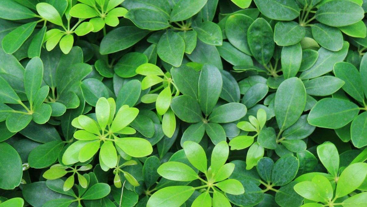 How to Grow and Care for Schefflera - New York Garden