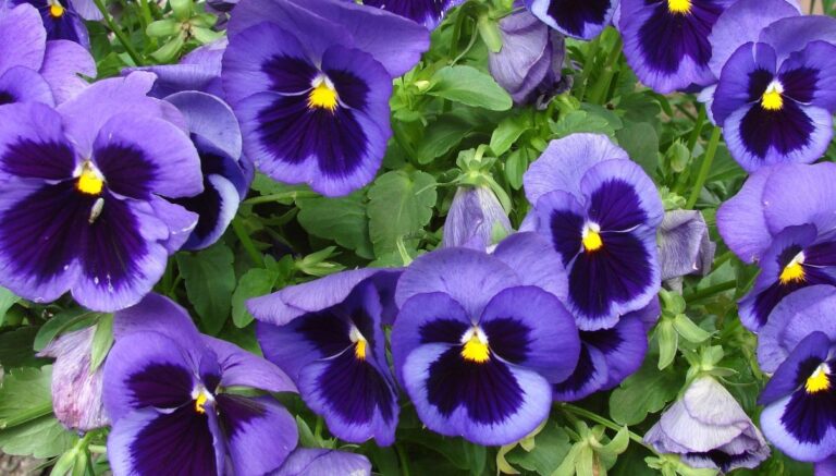 How to Grow and Care for Violas - New York Garden