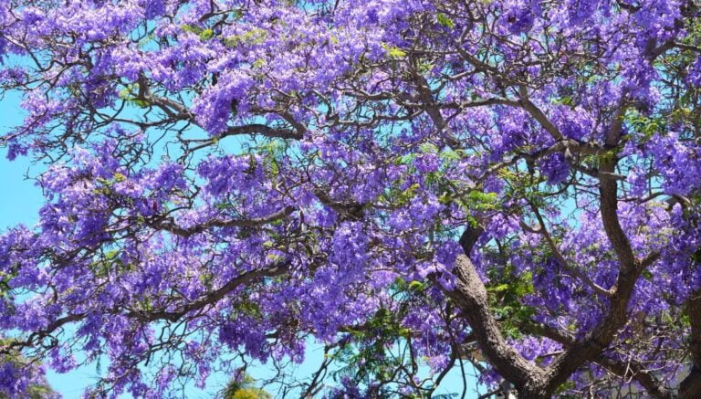How to Grow and Care for a Jacaranda Tree - New York Garden