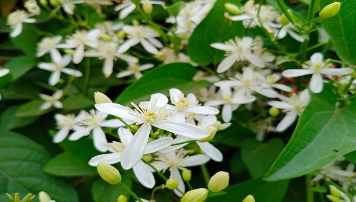 How to Grow and Care for Night-Blooming Jasmine - New York Garden