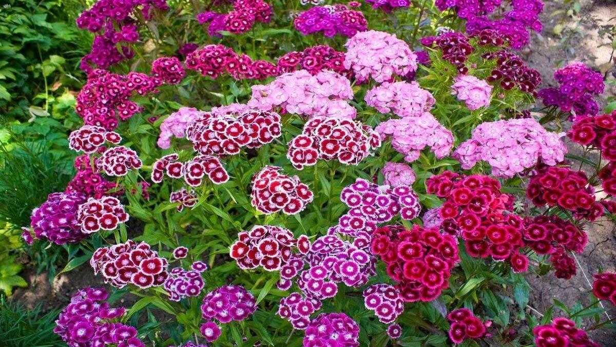 How to Grow and Care for Sweet William - New York Garden