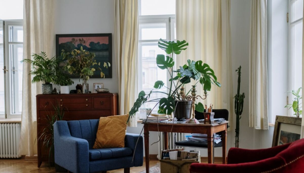 How to Grow and Care for Monstera Deliciosa - New York Garden